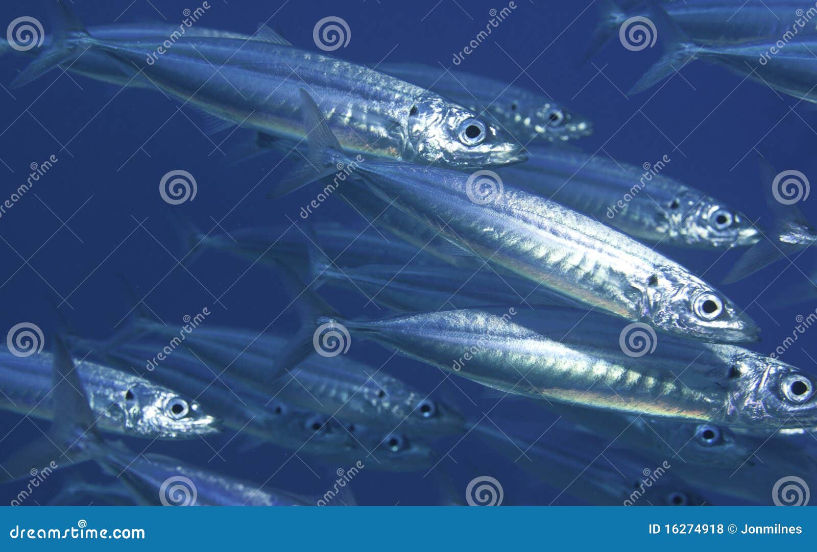 Fish swiming in ocean stock photo. Image of blue, exotic - 16274918