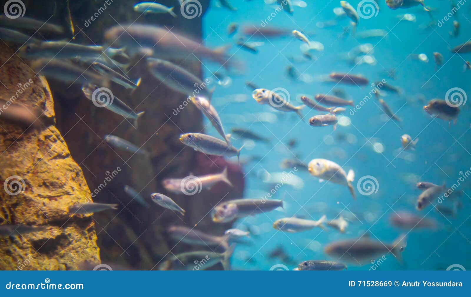 Fish swiming in Tank stock image. Image of undersea, scuba - 71528669