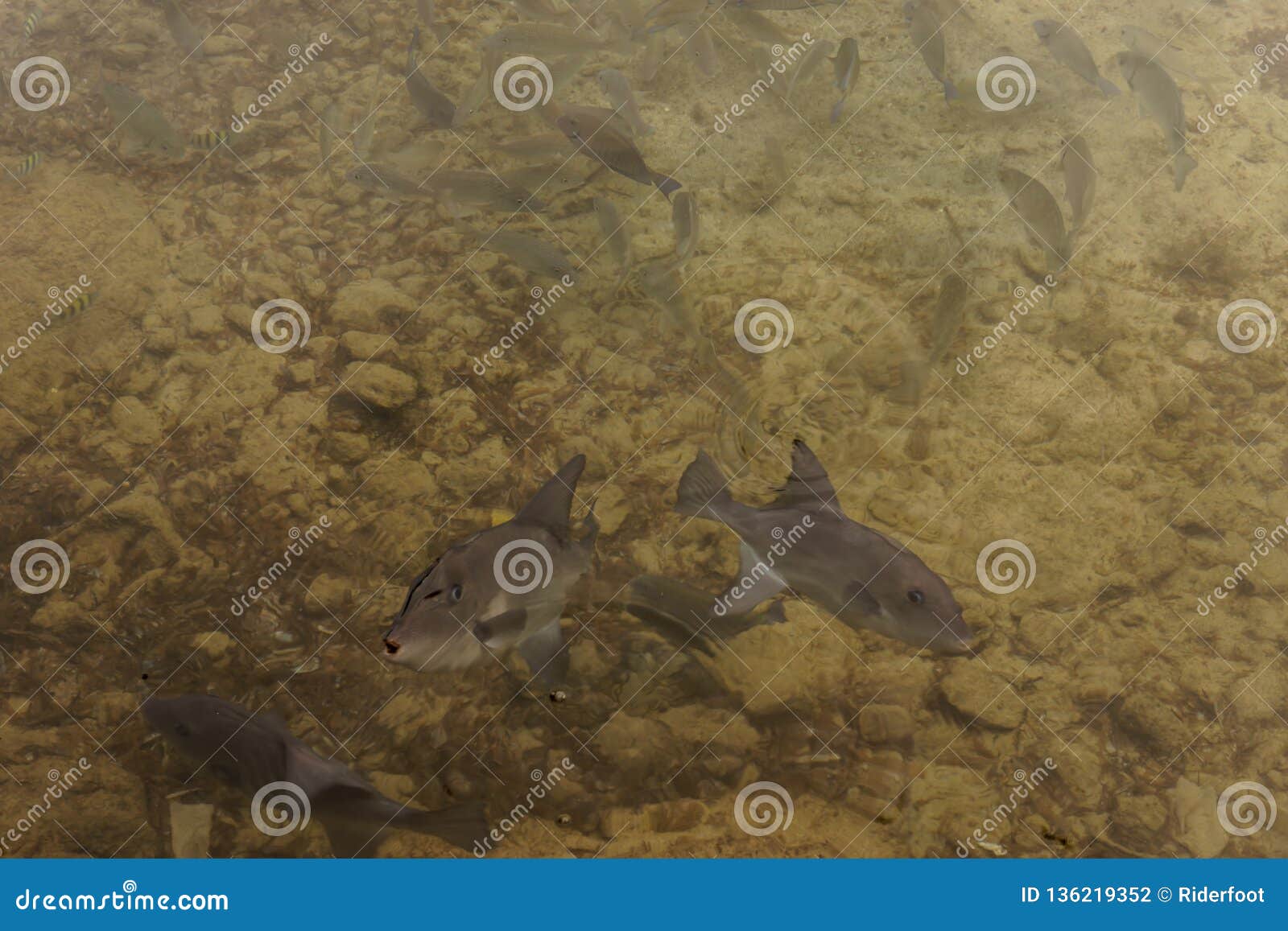 Fish swimming in river stock photo. Image of wildlife - 136219352