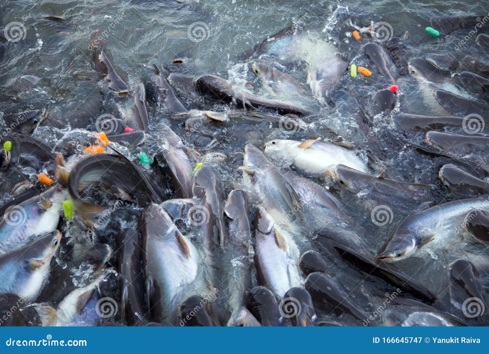 Fish Swimming on Agriculture Farm Stock Image - Image of food, flock ...
