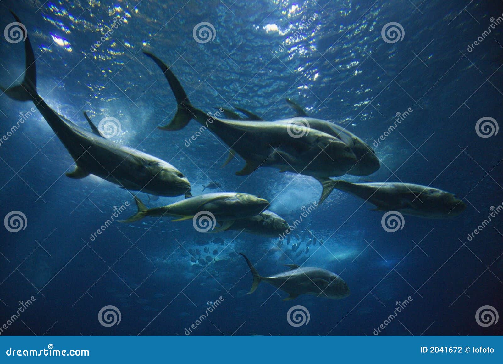 Fish swimming in aquarium. stock photo. Image of small - 2041672