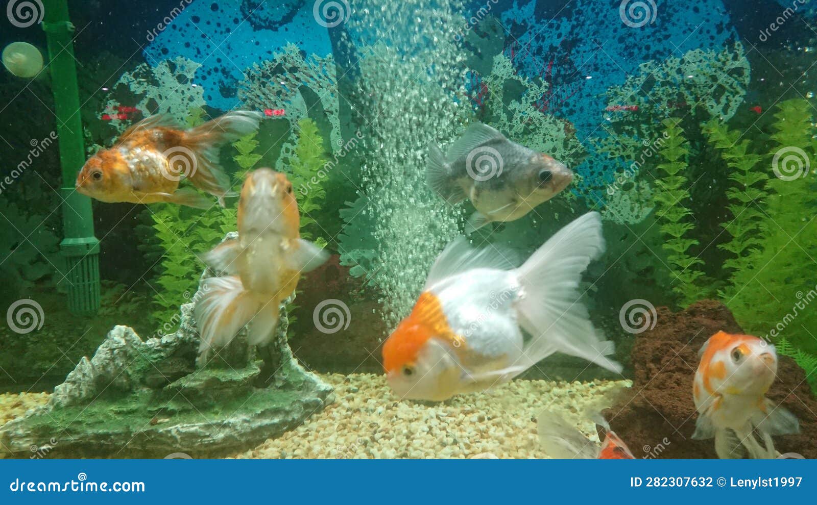 Fish Swimming in Aquarium at the Morning Stock Photo - Image of morning ...