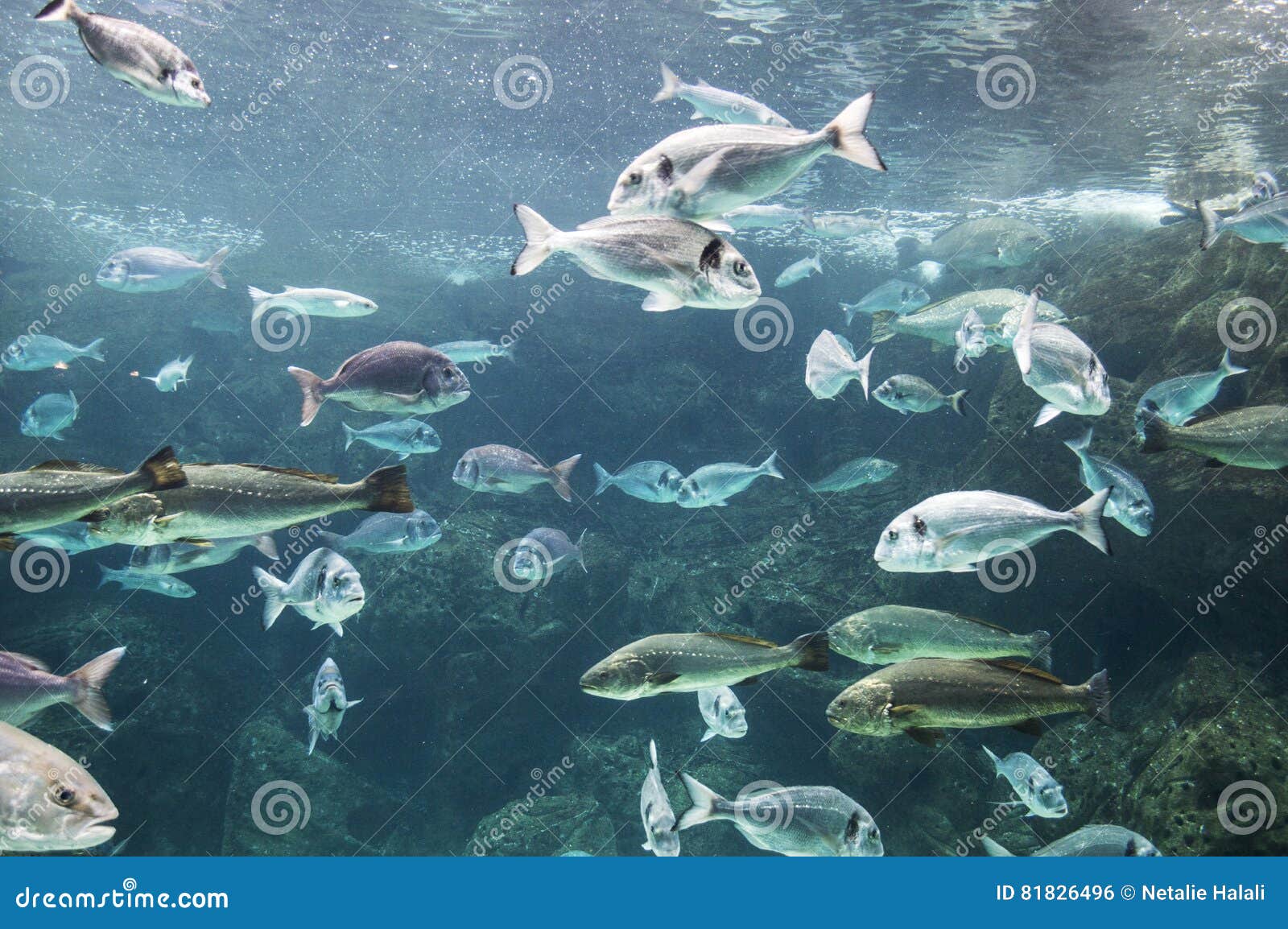 Fish swimming in aquarium stock photo. Image of underwater - 81826496