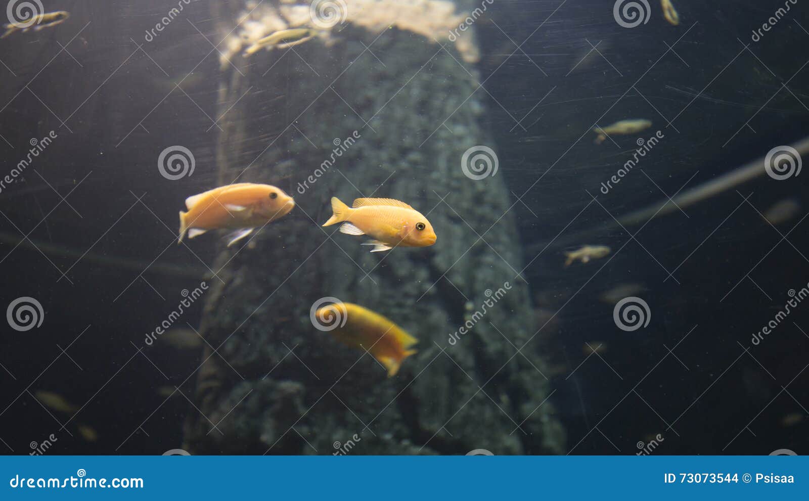 Fish swimming in aquarium stock photo. Image of deep - 73073544