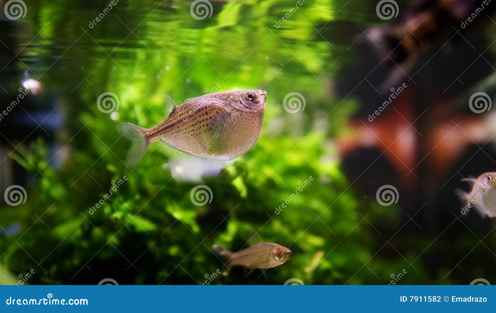 Fish Swimming Beneath Surface Stock Photo - Image of small, fishes: 7911582