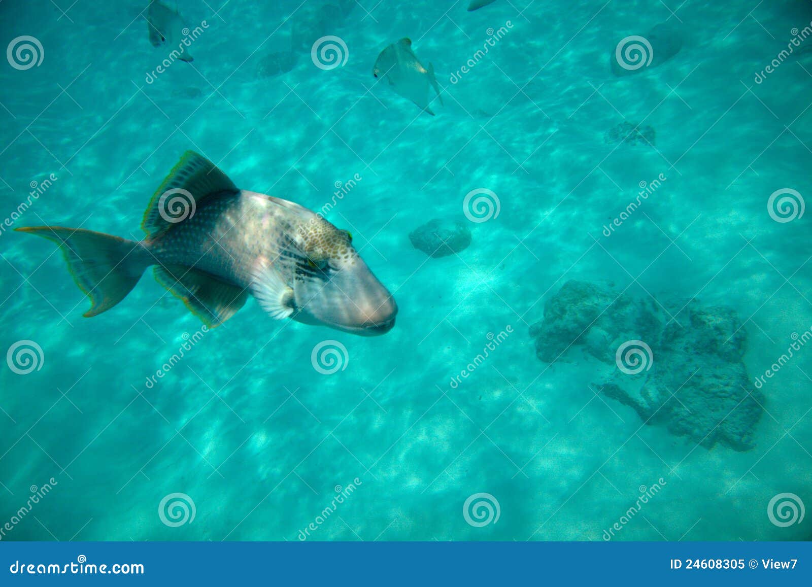 Fish swimming in blue sea stock image. Image of tranquility - 24608305