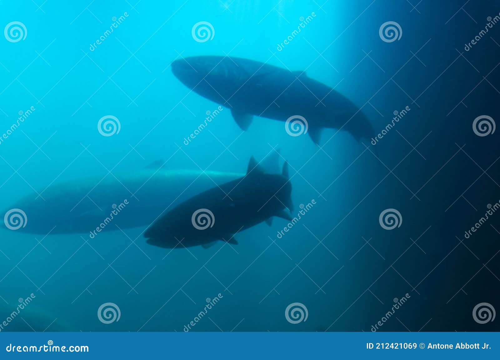 Fish Swimming in Blue Water Stock Image - Image of brown, branch: 212421069