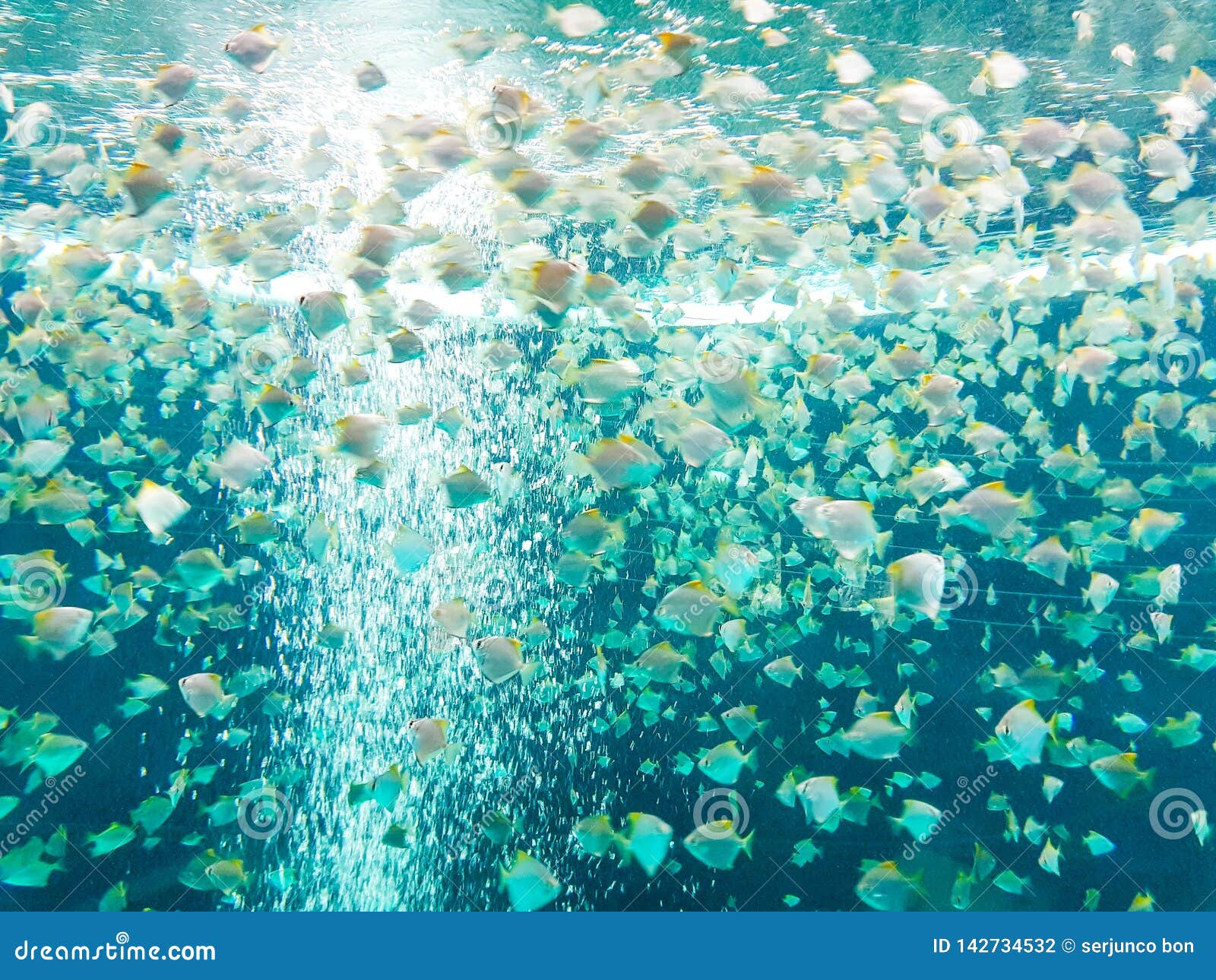 Fish Swimming in Circular and Transparent Pond. View from Below Stock ...