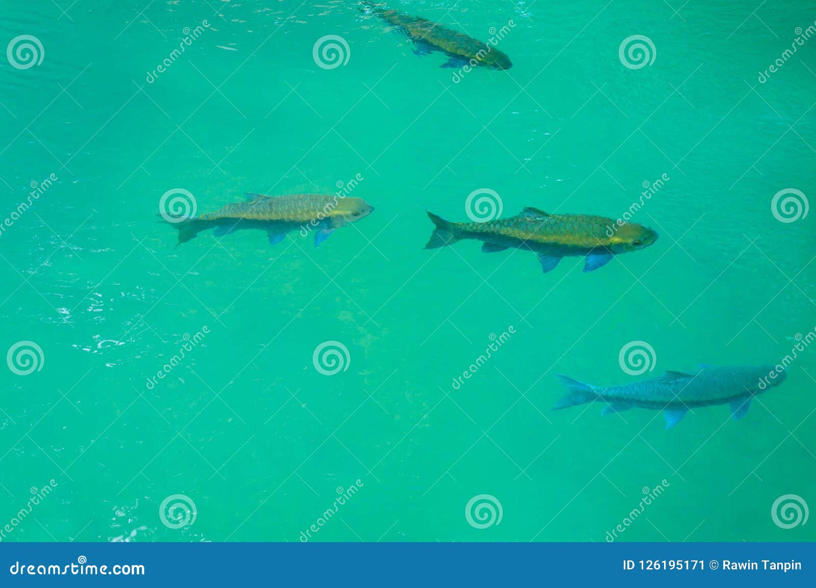 Fish Swimming in Clean Water Stock Image - Image of animal, green ...