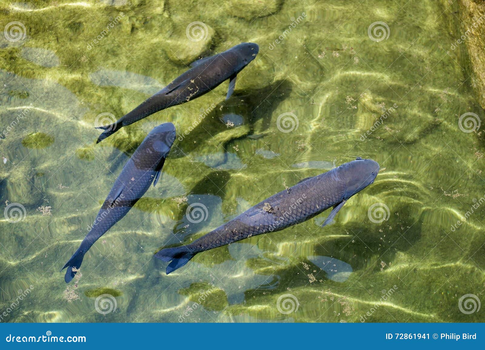 Fish Swimming in Clear Water Stock Image - Image of water, glistening ...