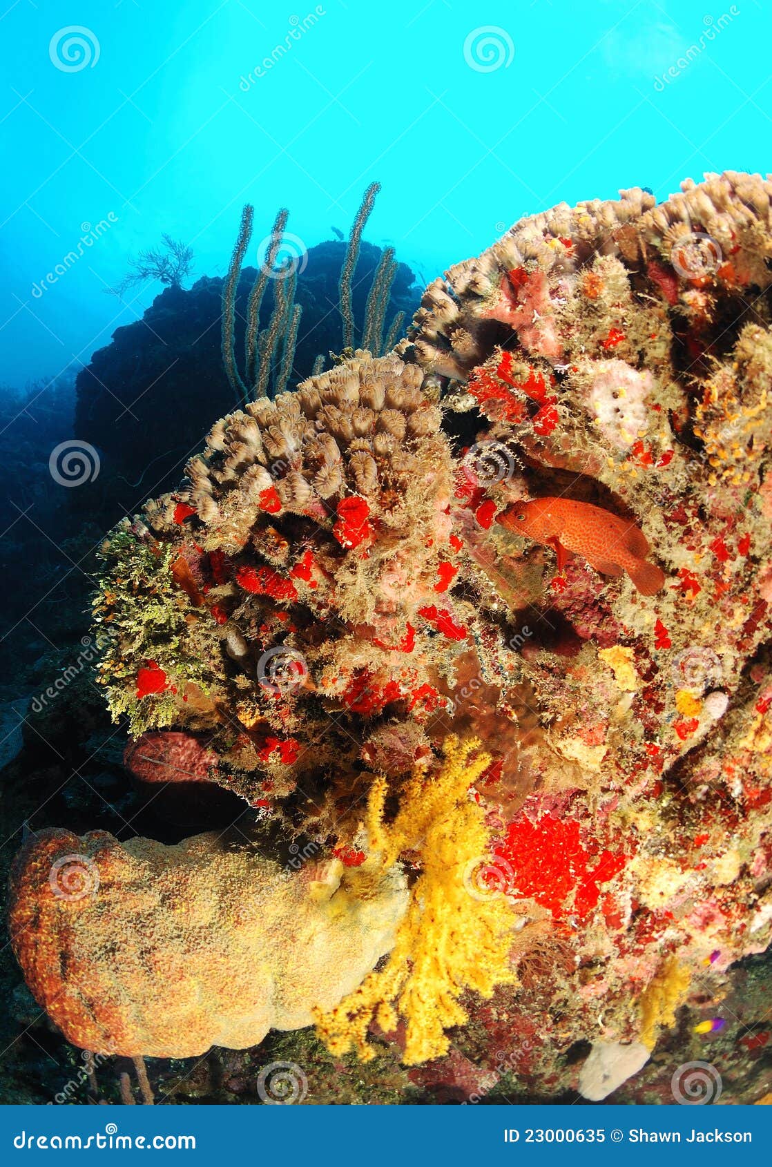 Fish Swimming in Coral Reef Stock Image - Image of reef, swimming: 23000635
