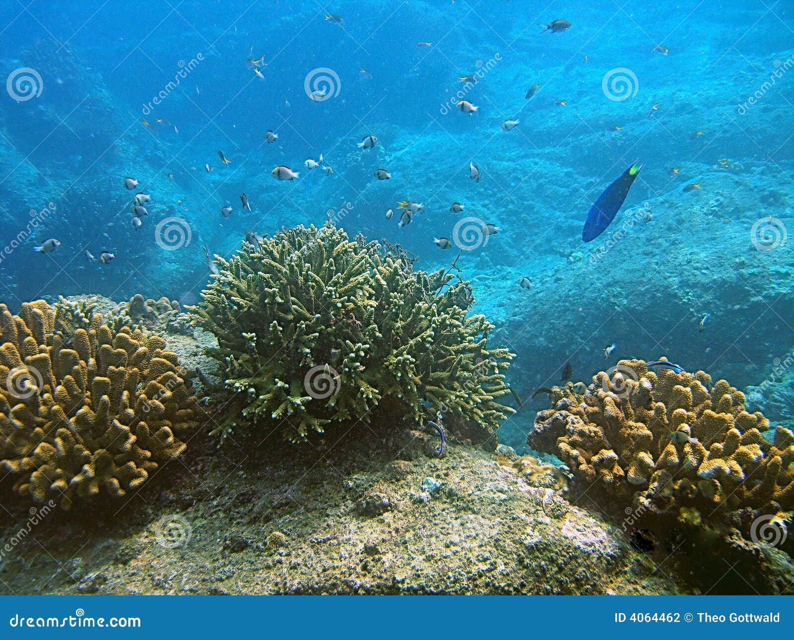 Fish Swimming in Coral Reef Stock Photo - Image of flora, tranquility ...