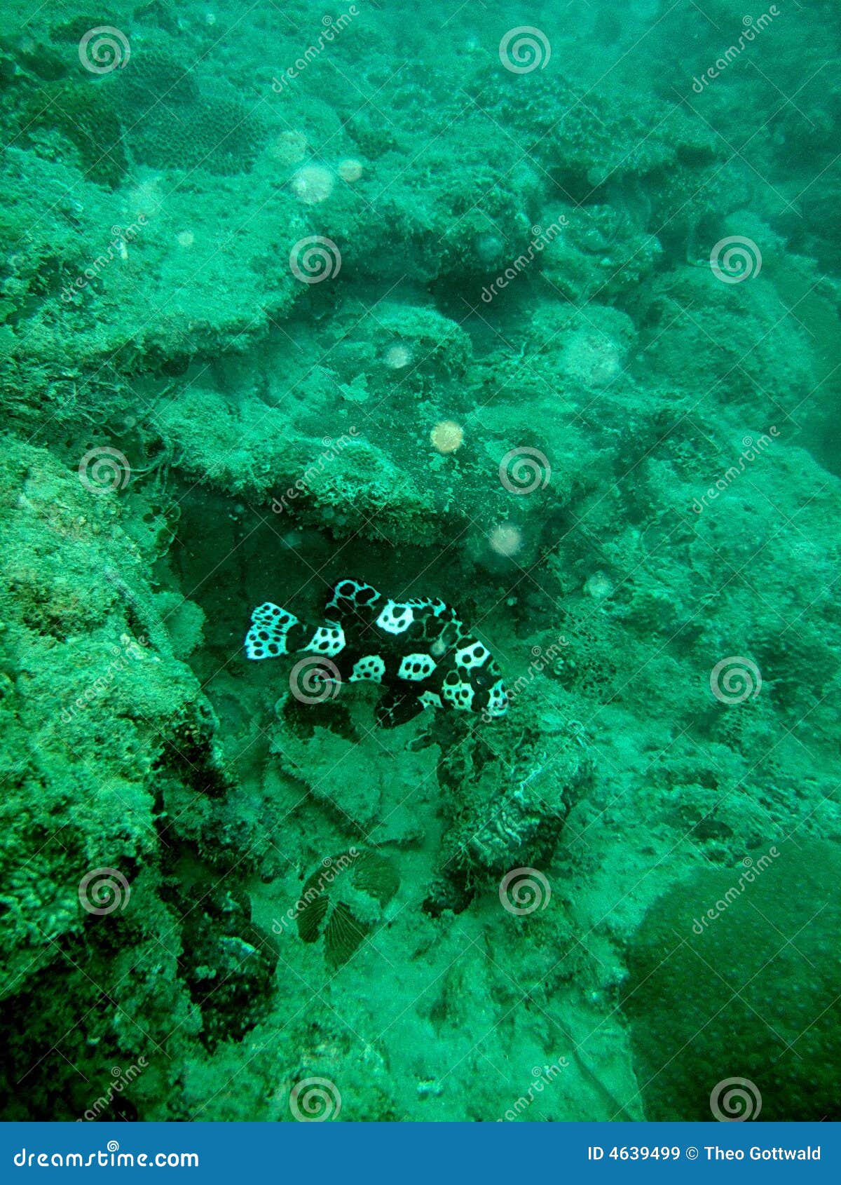 Fish Swimming in Coral Reef Stock Image - Image of underwater, colored ...