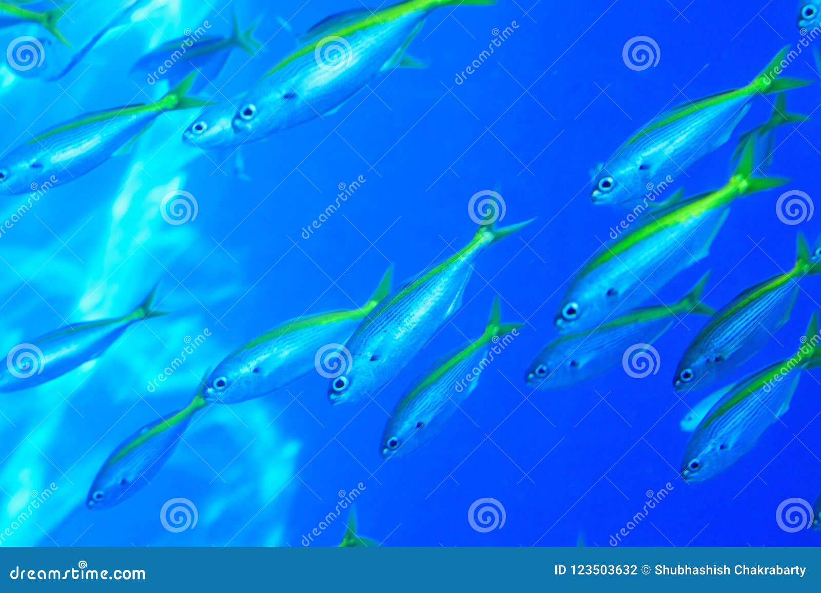 Fish Swimming in Deep Blue Sea Waters Stock Photo - Image of california ...