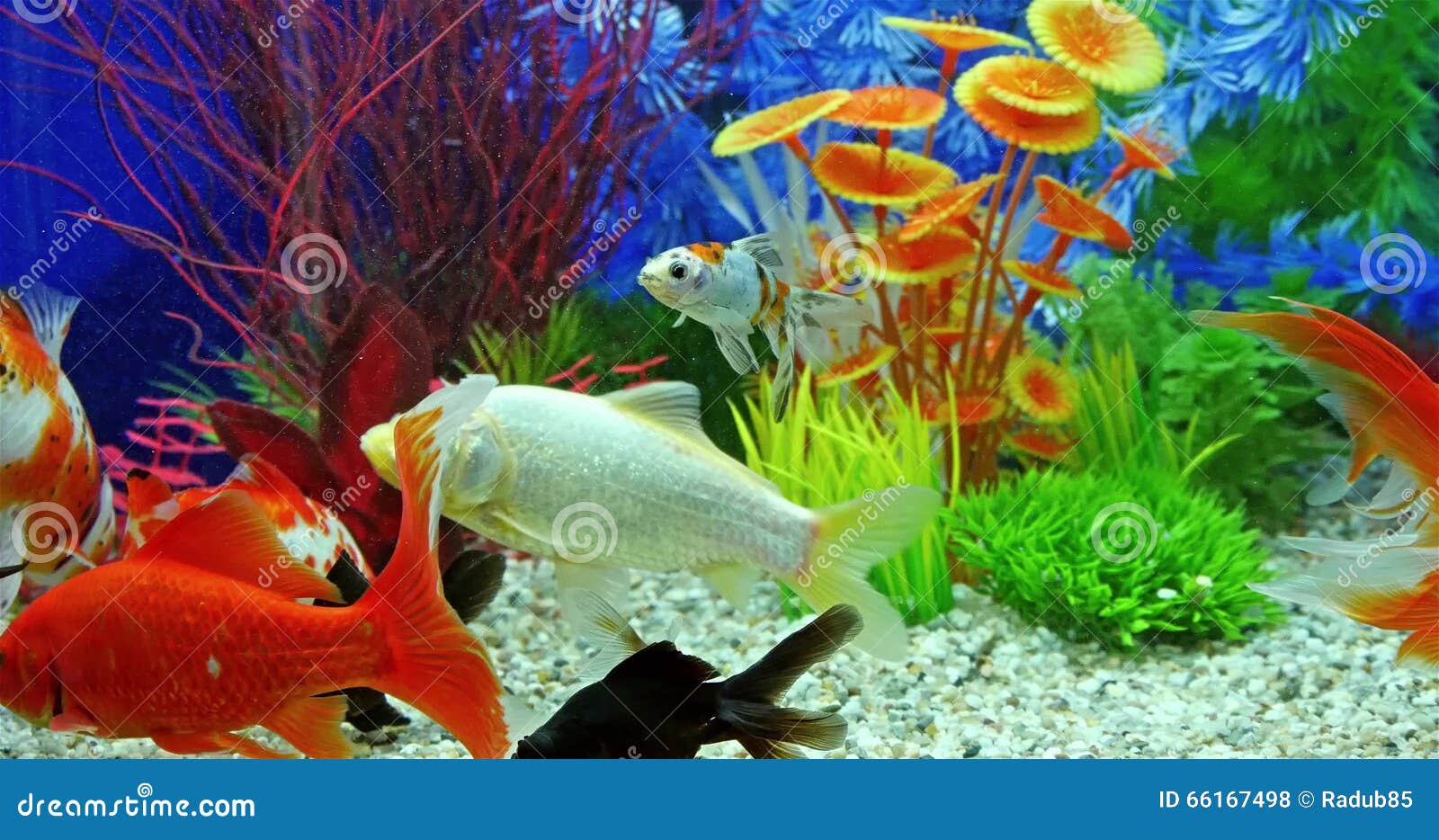 Fish Swimming Stock Footage & Videos - 16,975 Stock Videos