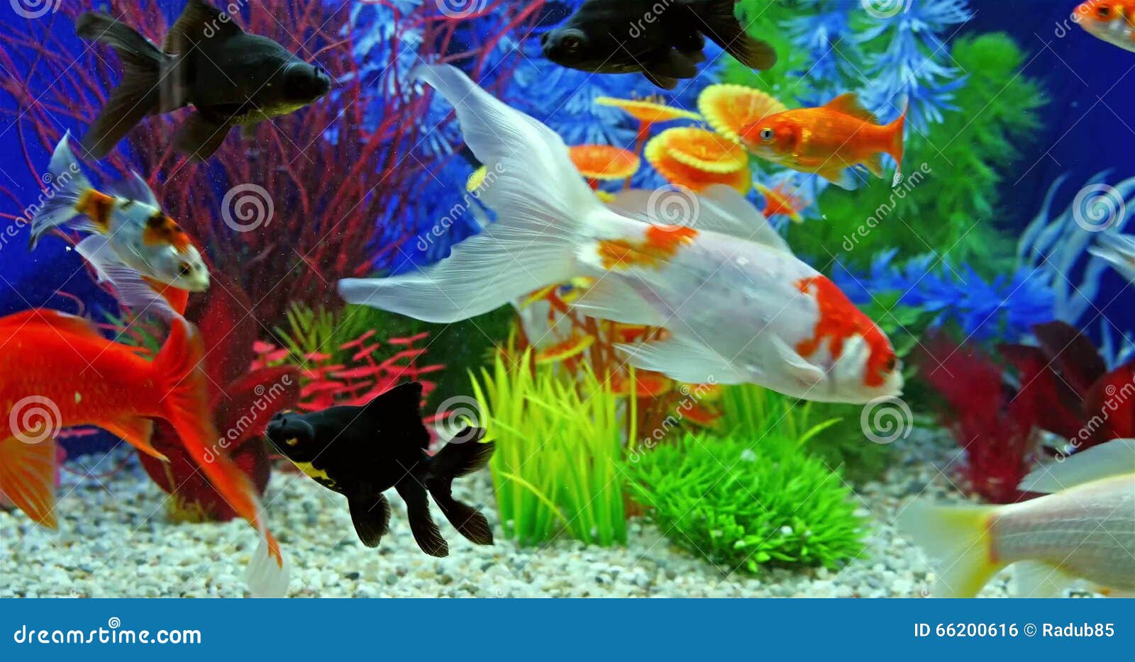 Fish Swimming in Freshwater Aquarium Stock Footage - Video of depth ...