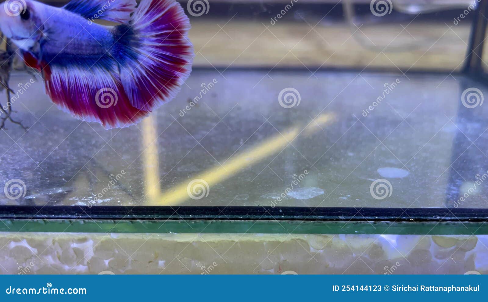 Fish Swimming in Glass, Fish, Thai Fight Fish Stock Video - Video of ...