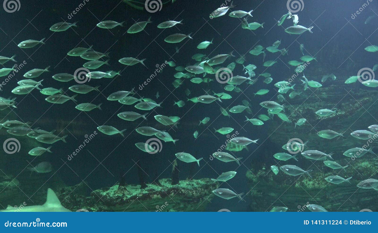 Fish swimming in grotto stock footage. Video of wildlife - 141311224