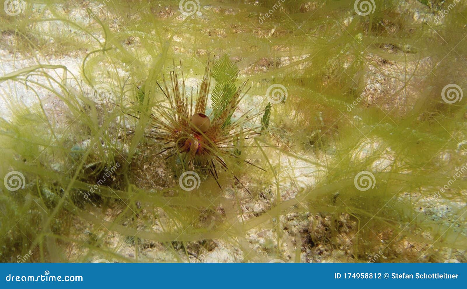 A Fish is Swimming on the Ground Stock Photo - Image of nature, aquatic ...