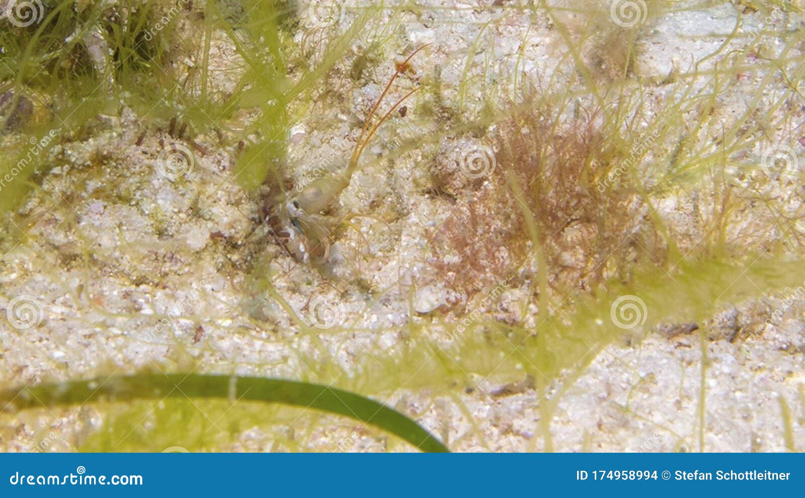 A Fish is Swimming on the Ground Stock Photo - Image of organism ...