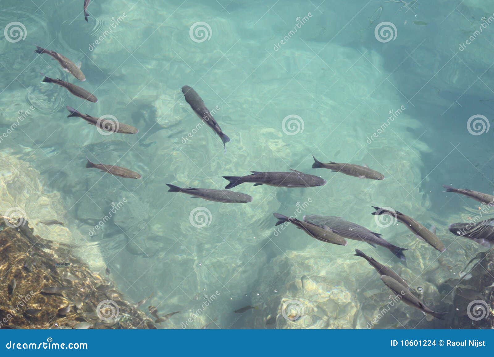 Fish Swimming In Tank Closeup Stock Photography | CartoonDealer.com ...
