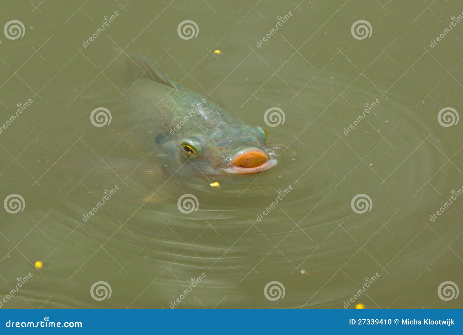 Fish is swimming in a lake stock photo. Image of pond - 27339410