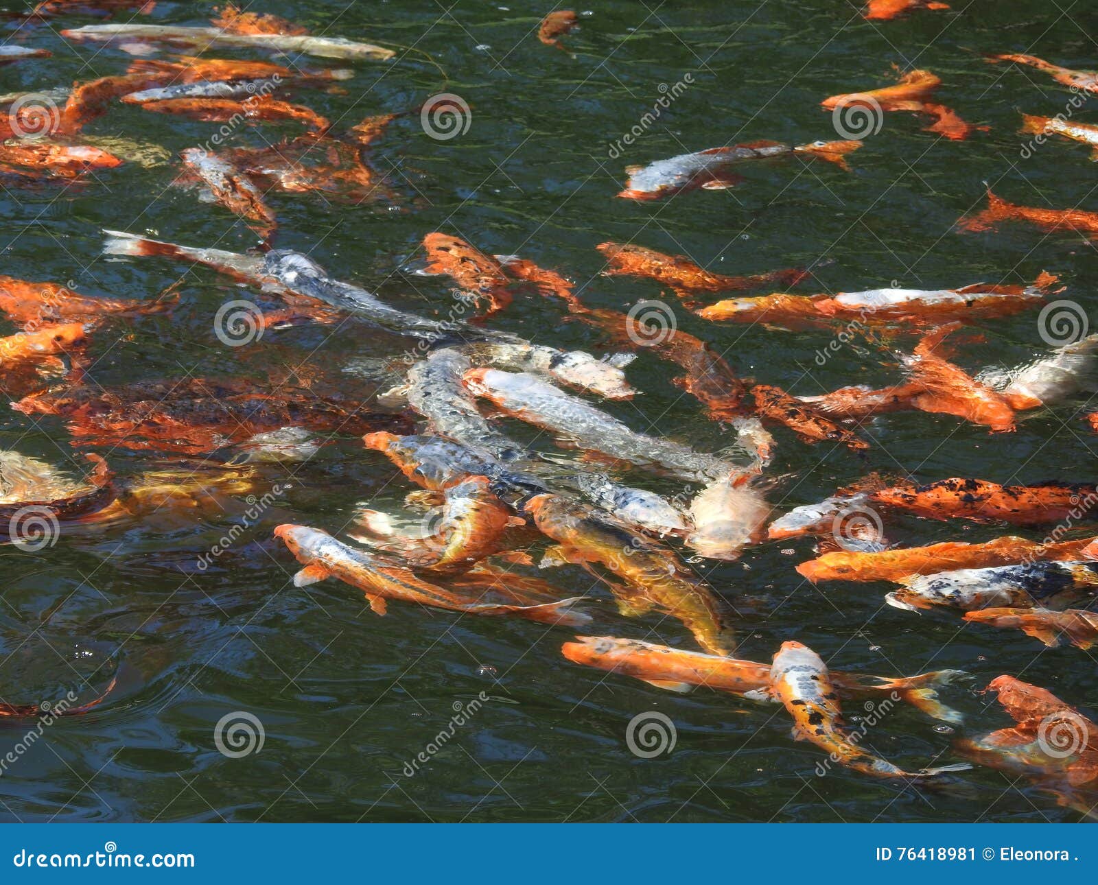 Fish swimming in a lake stock image. Image of mountains - 76418981