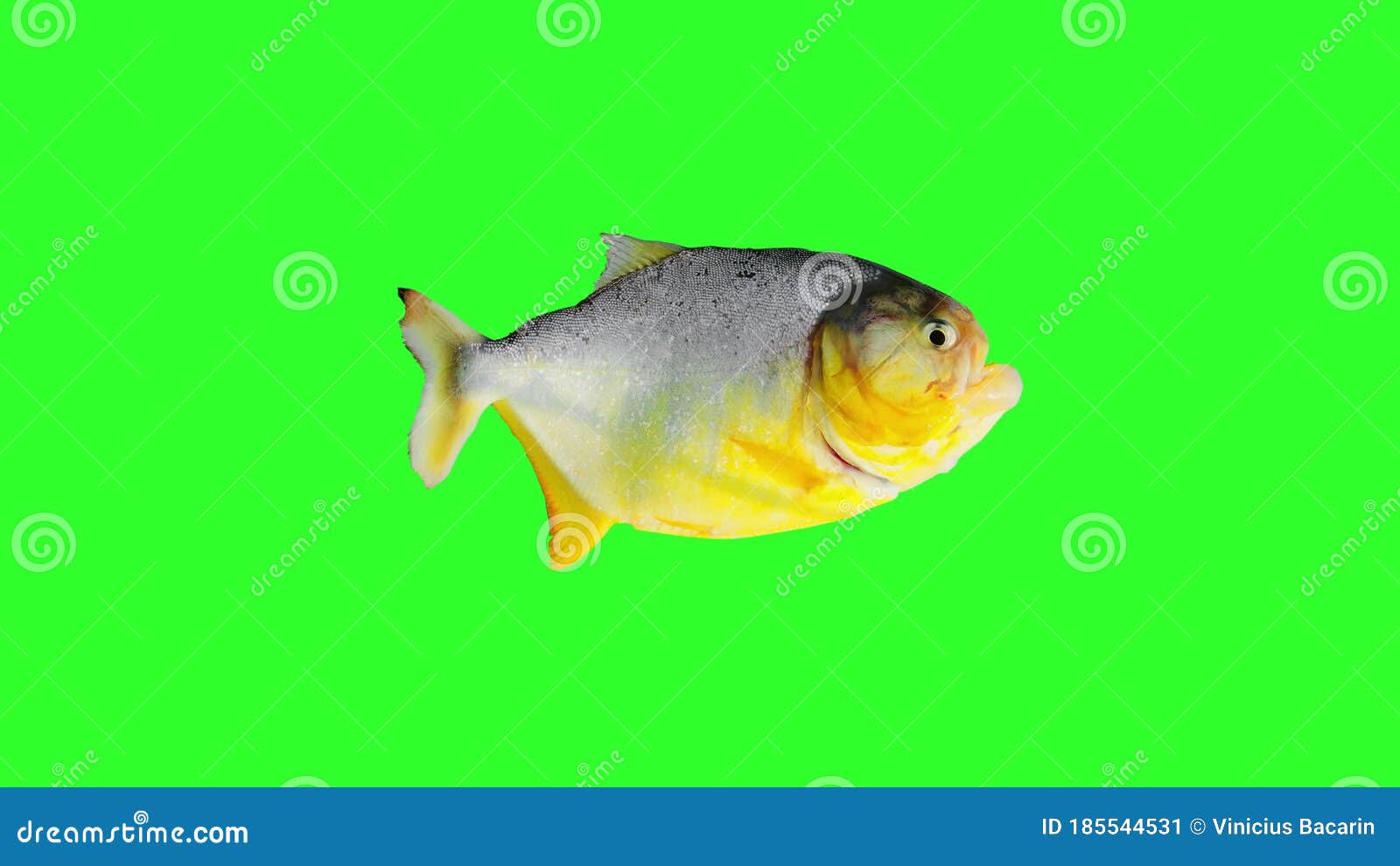 Fish swimming movement stock video. Video of loop, background - 185544531