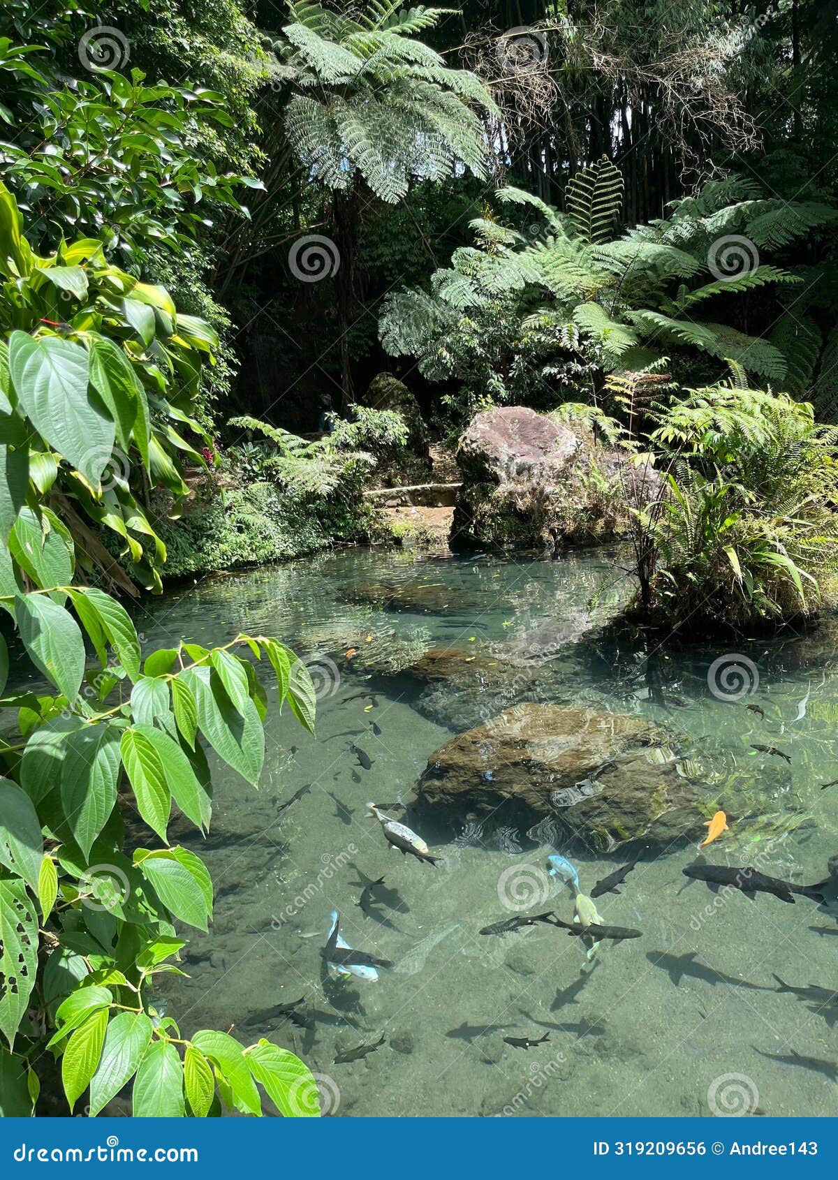 Fish Swimming in Nature are Very Happy Stock Photo - Image of happy ...