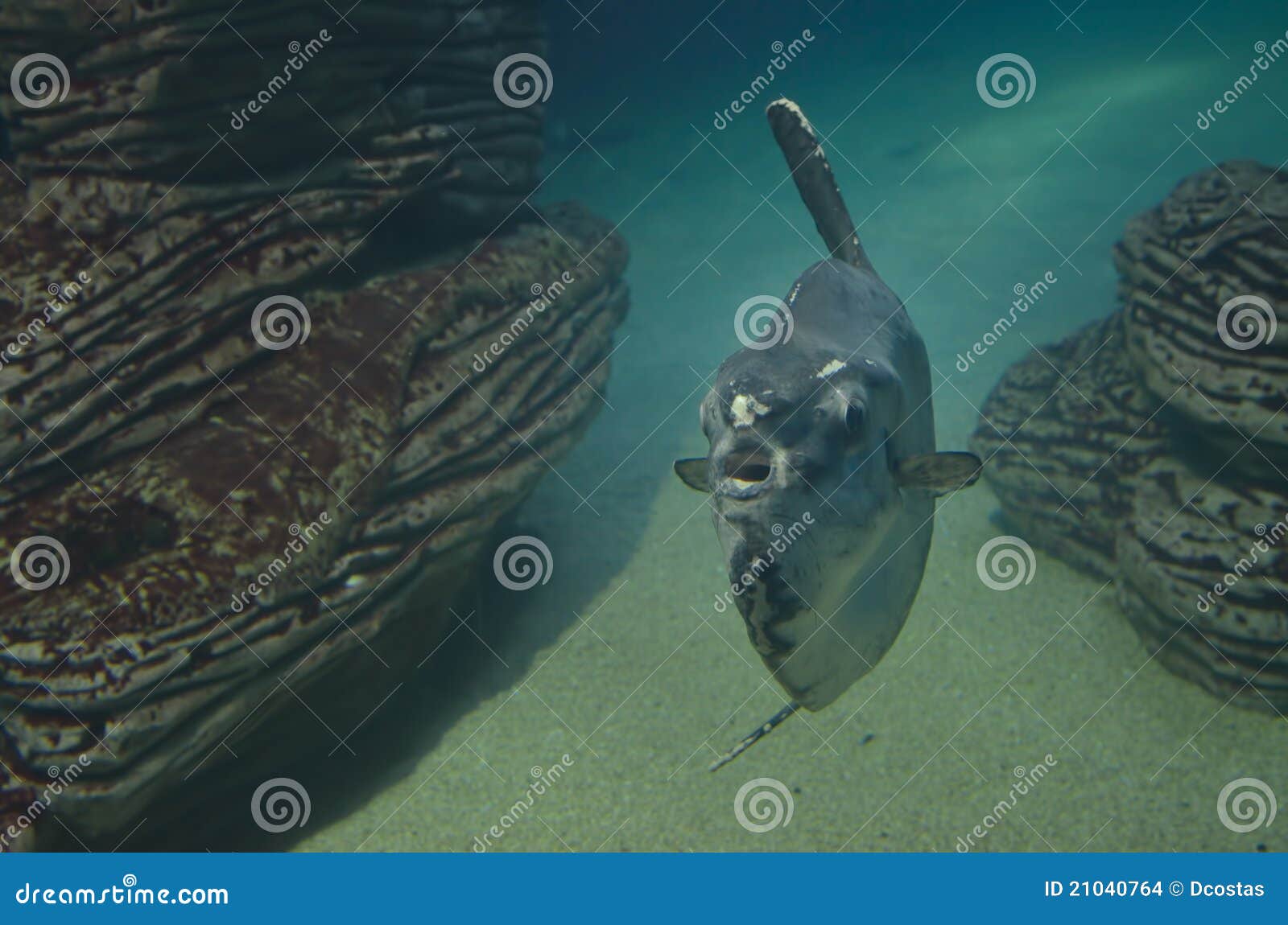 Fish swimming near rocks stock photo. Image of underwater - 21040764