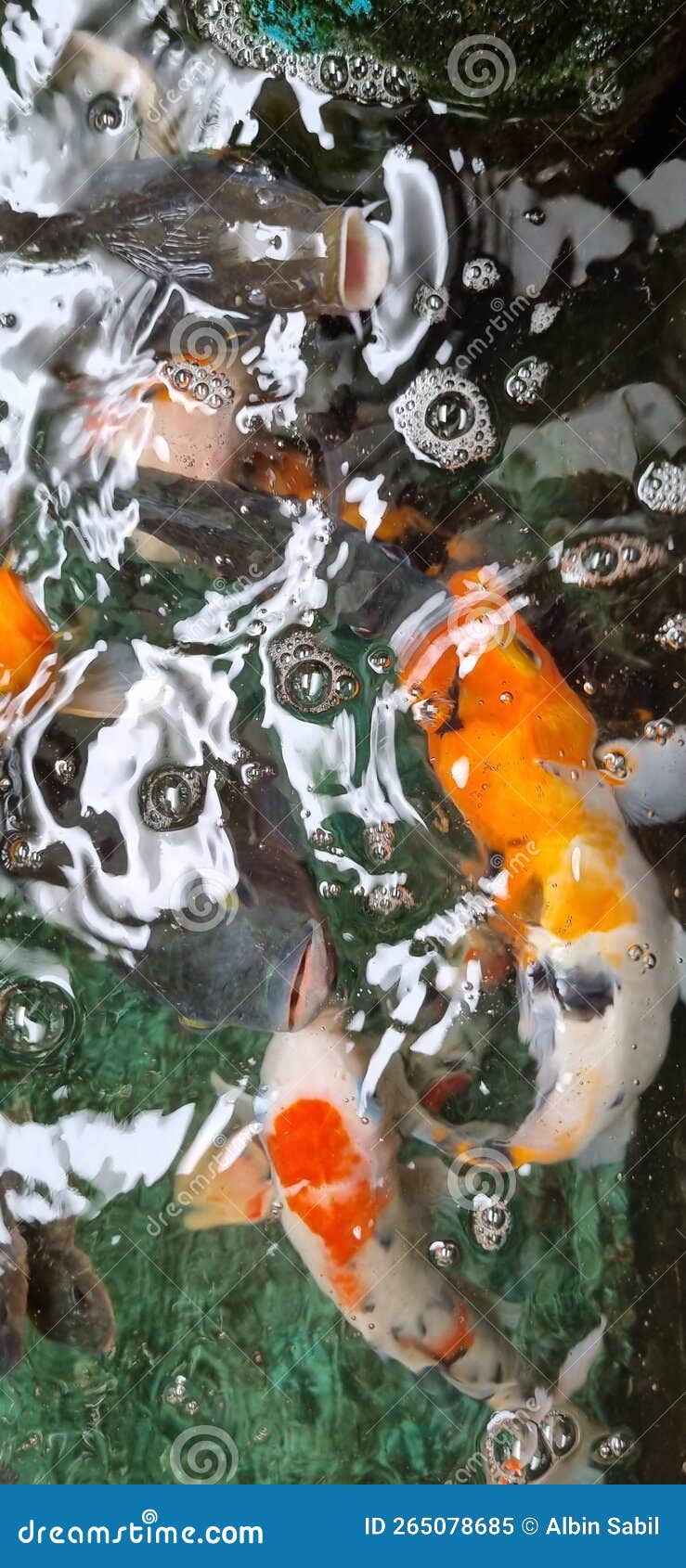 Fish Swimming in the Pond with Bubble Stock Image - Image of booble ...