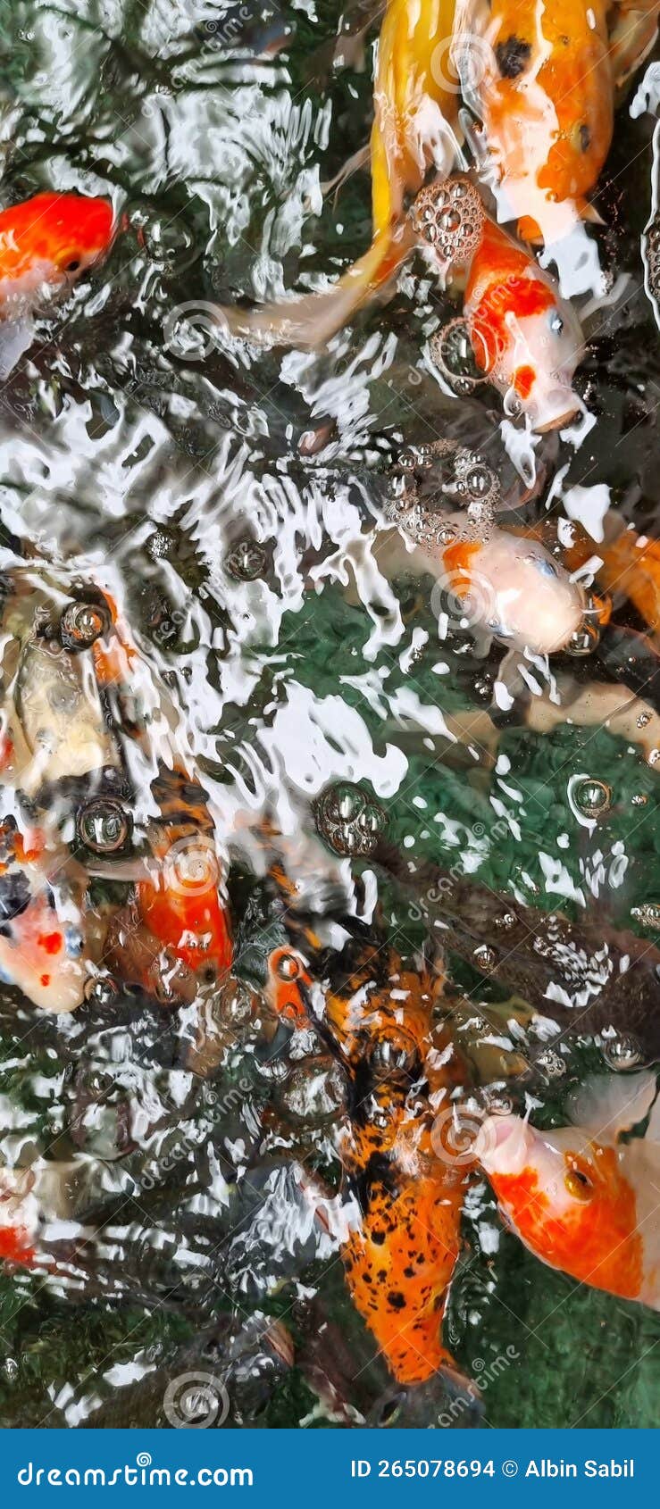 Fish Swimming in the Pond with Bubble Stock Photo - Image of leaf, tree ...