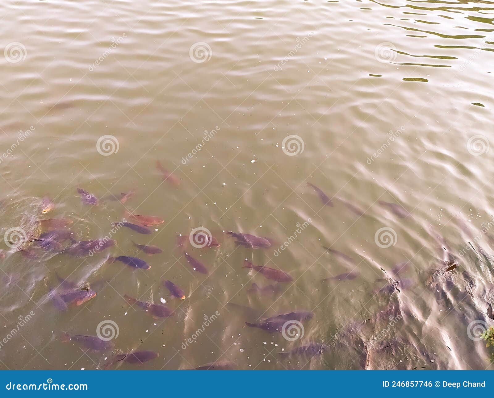 Fish swimming in the river stock photo. Image of pollute - 246857746