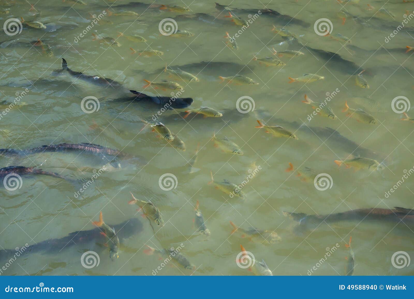 Fish swimming in the river stock photo. Image of lake - 49588940