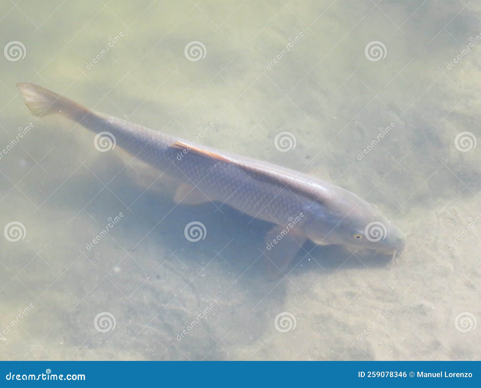 Fish Swimming in the River Sunbathing Looking for Food Stock Photo ...
