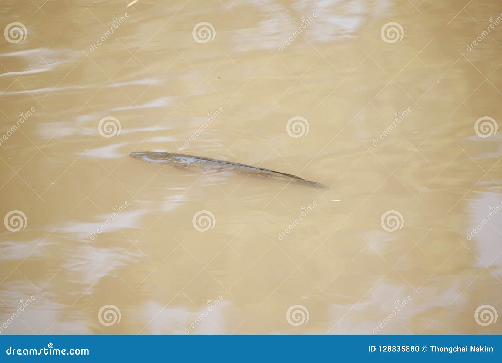 Single fish in river. stock photo. Image of outdoor - 128835880