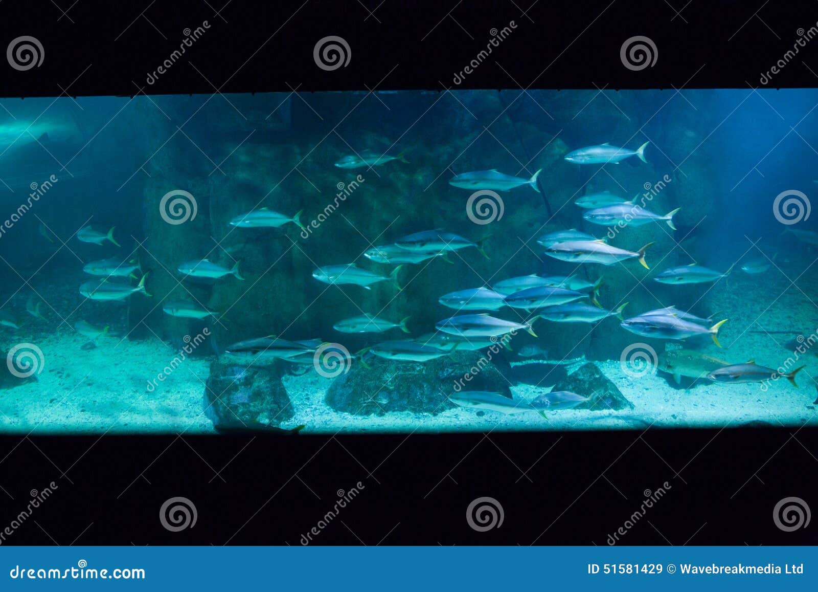 Fish swimming in tank stock image. Image of nature, biology - 51581429