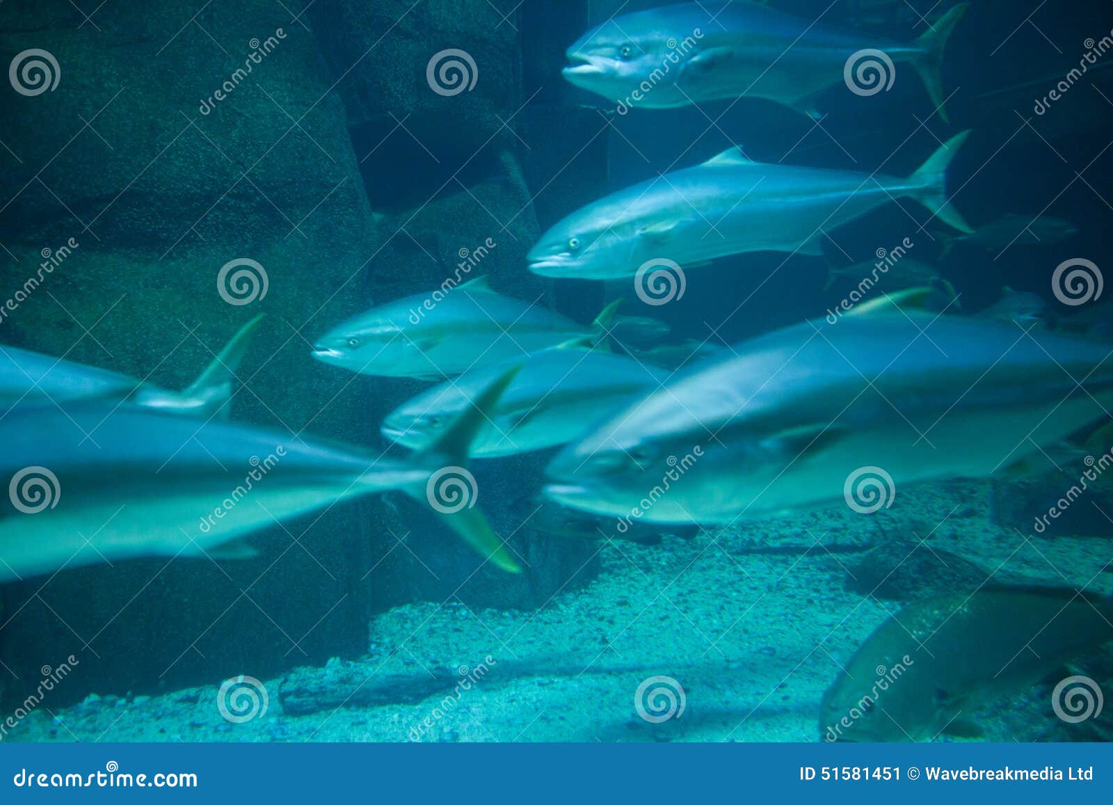 Fish swimming in tank stock image. Image of fish, tranquil - 51581451