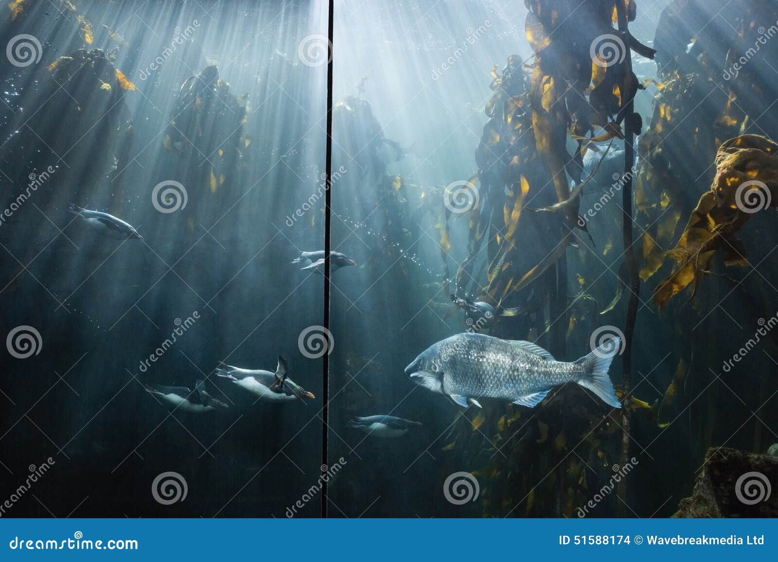 Fish swimming in a tank stock photo. Image of water, large - 51588174