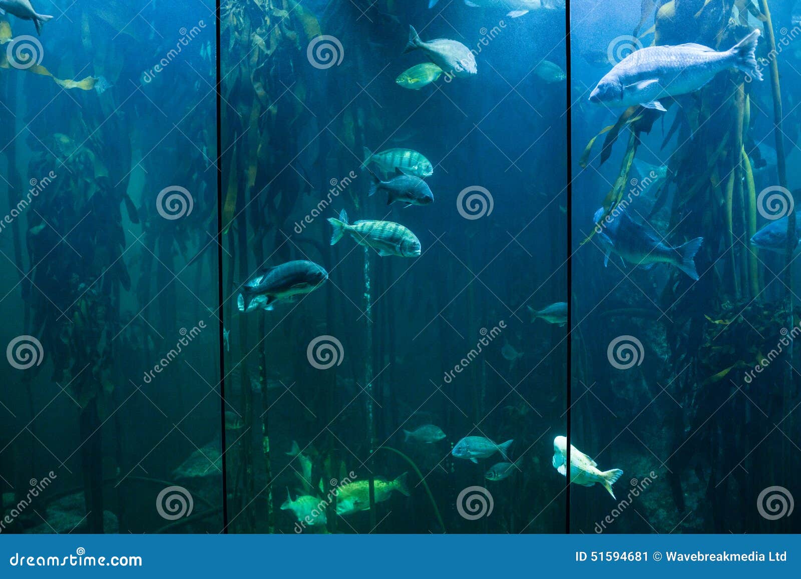 Fish swimming in a tank stock image. Image of blue, biology - 51594681