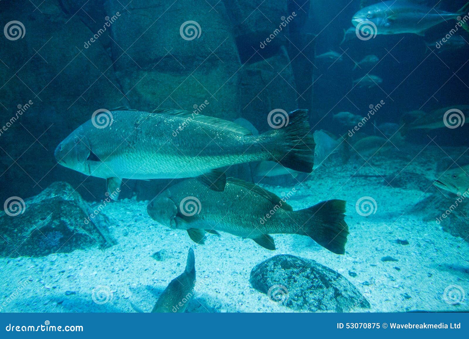 Fish swimming in a tank stock image. Image of tank, scene - 53070875