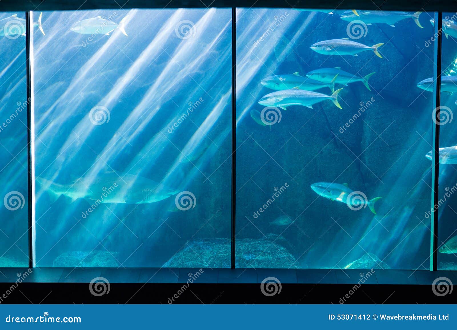Fish swimming in a tank stock photo. Image of light, animal - 53071412