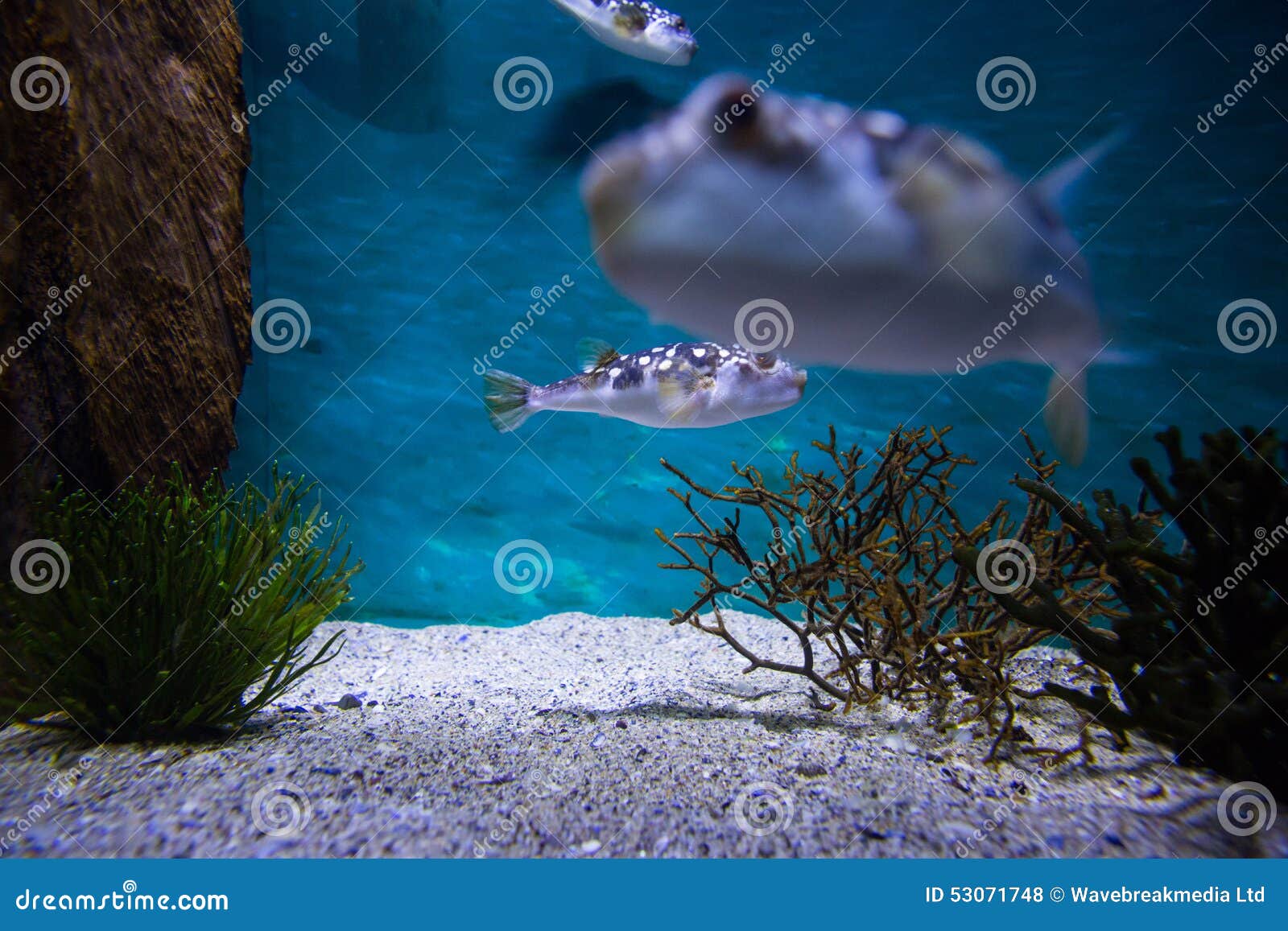 Fish swimming in a tank stock photo. Image of tranquil - 53071748
