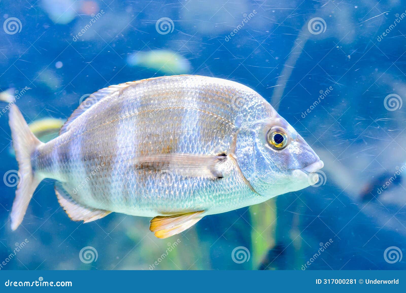 A Fish is Swimming in a Tank with Other Fish Stock Image - Image of ...