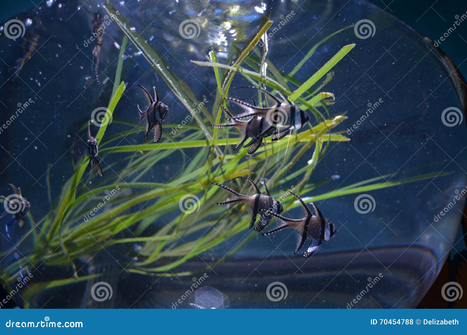 Fish swimming in a tank stock photo. Image of tank, swimming - 70454788