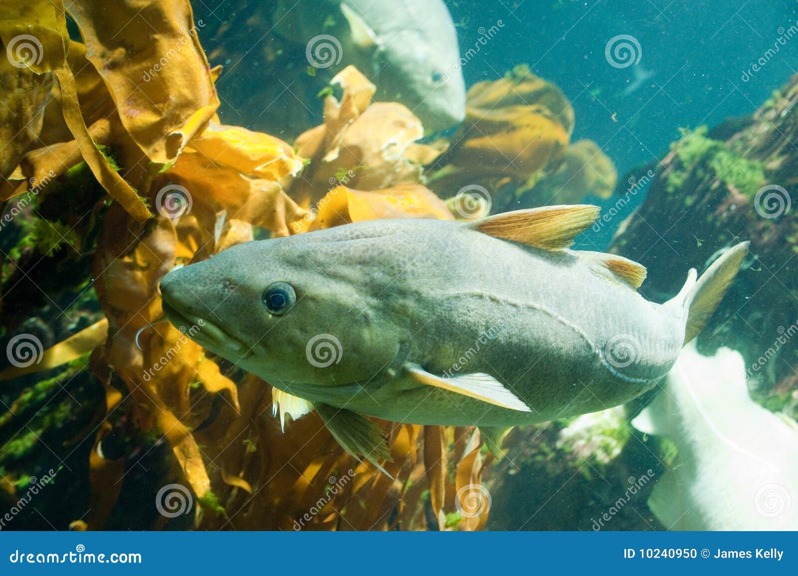 Fish swimming underwater stock photo. Image of habitat - 10240950