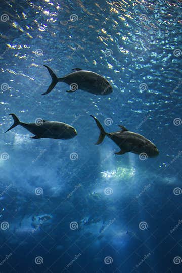 Fish swimming in water. stock photo. Image of ripple, wildlife - 2041670