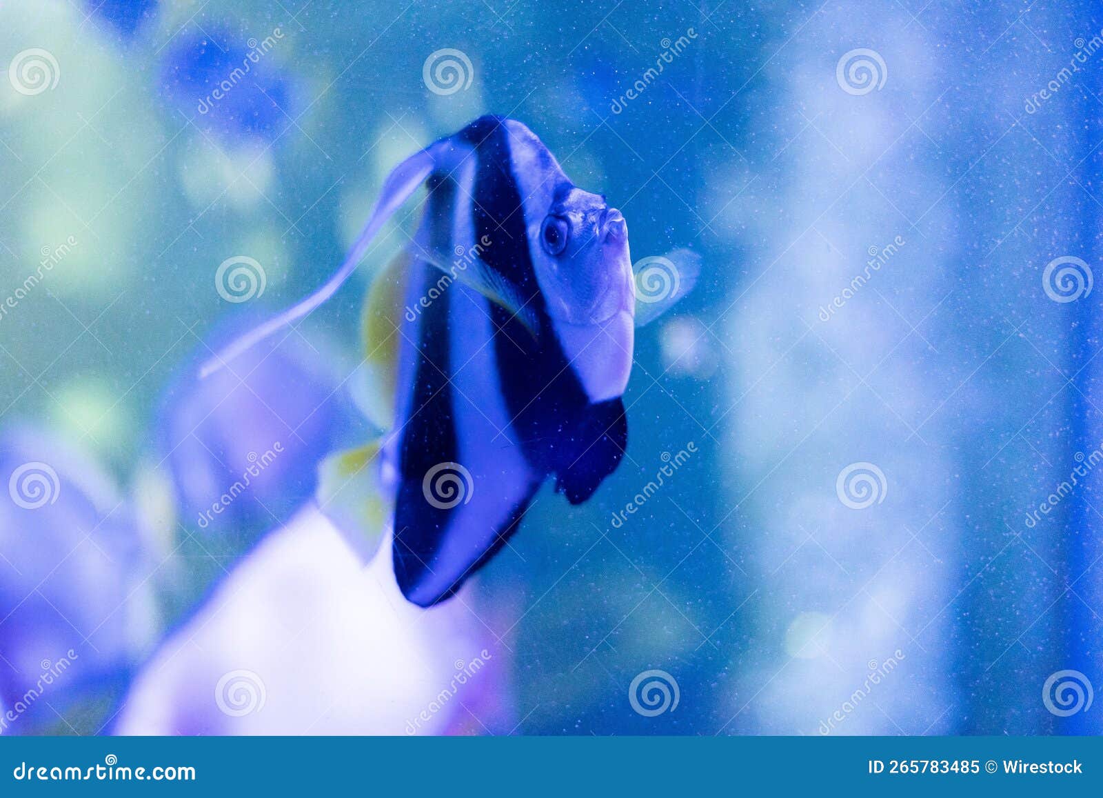 Fish swimming in water stock image. Image of clear, caribbean - 265783485