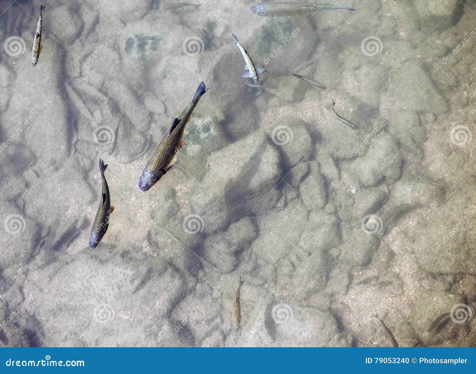 Fish Swimming in the Water Stream Stock Photo - Image of fishes ...