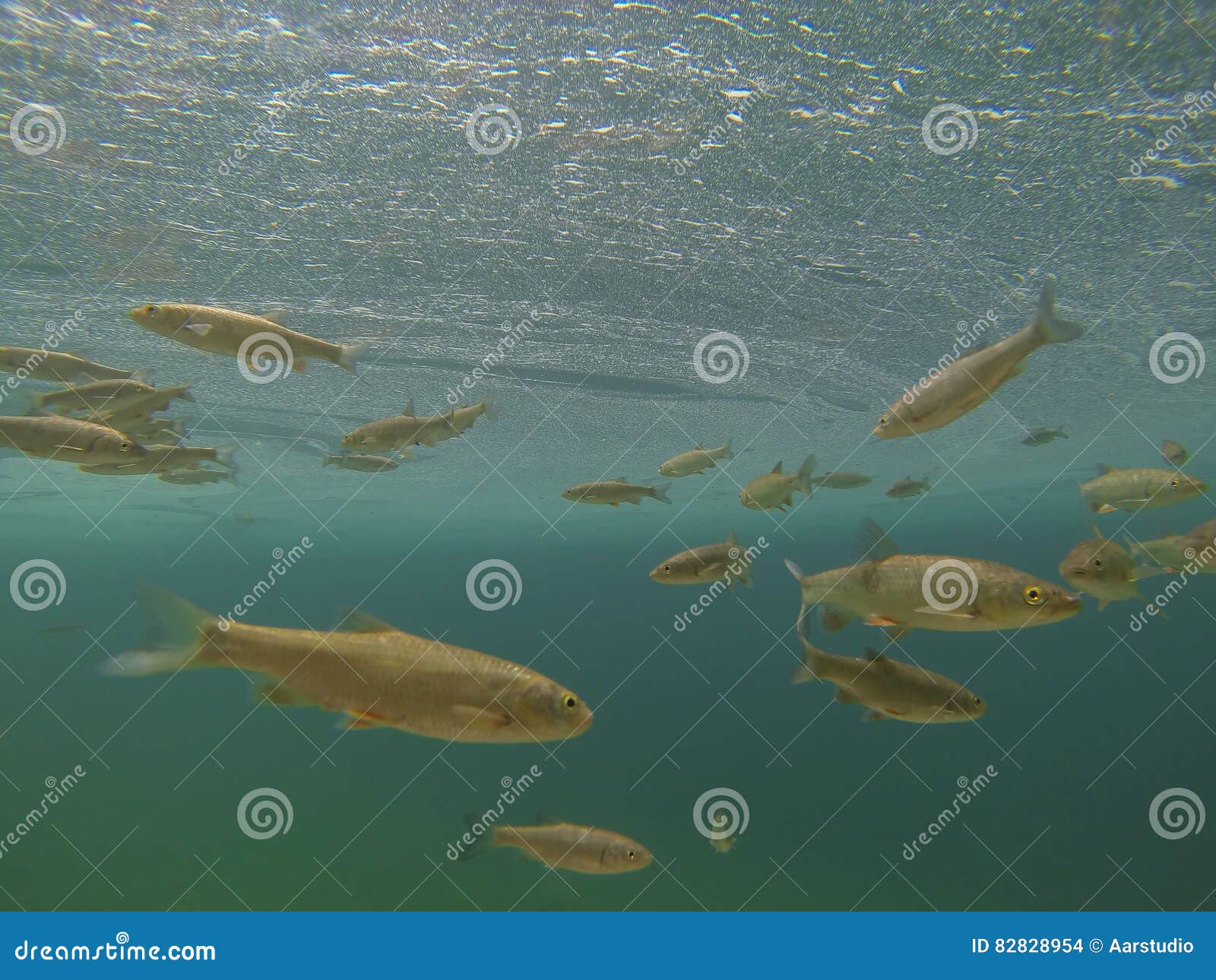 Fish Swimming in Water stock photo. Image of plitvice - 82828954